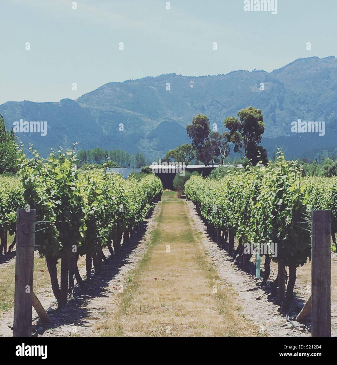 Blenheim new zealand hi-res stock photography and images - Alamy