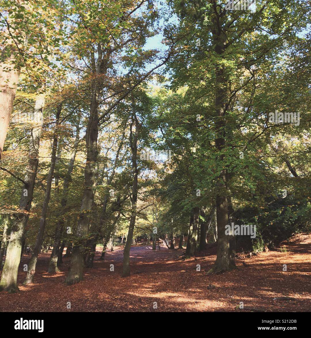 Forest in England Stock Photo - Alamy