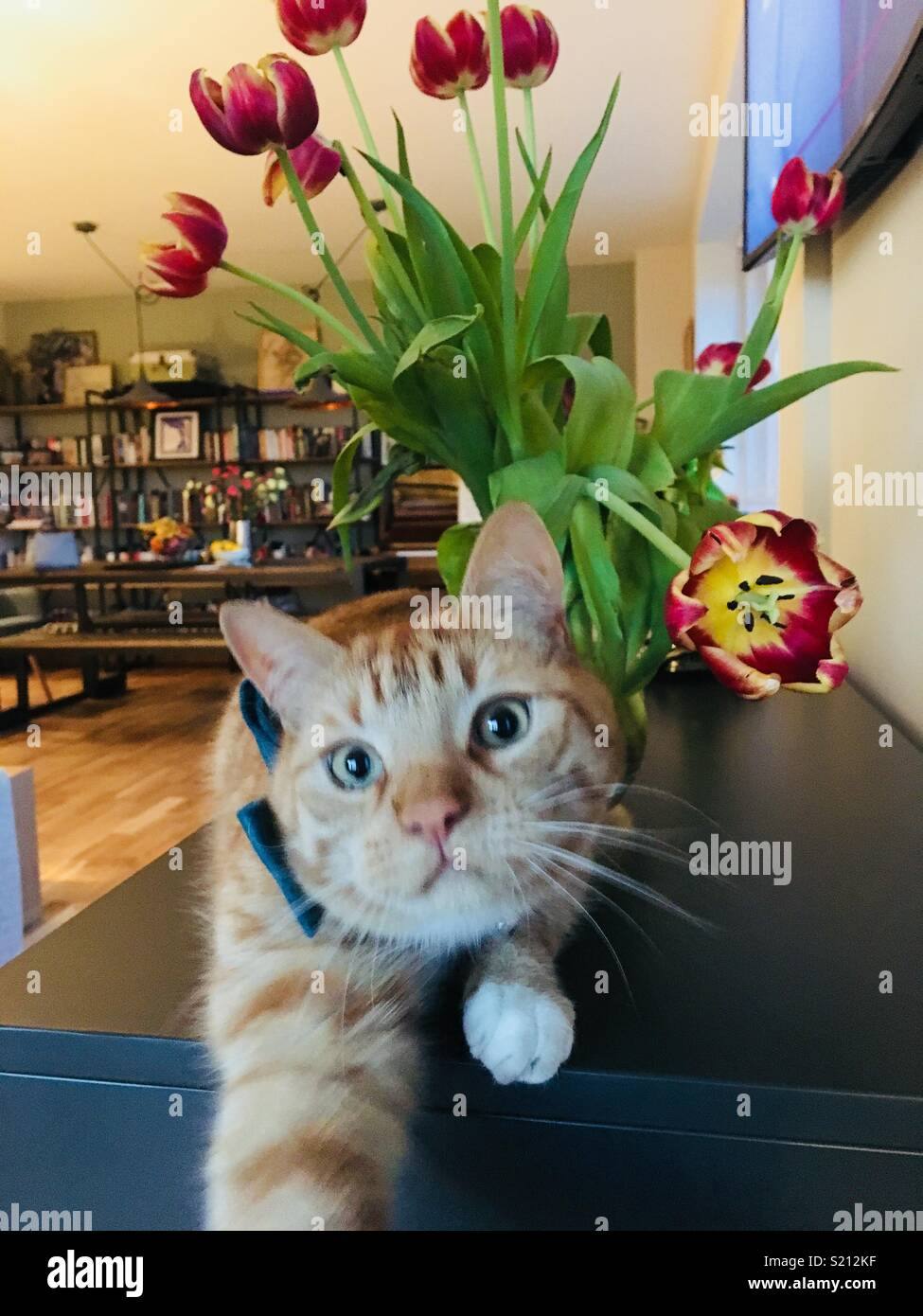 Selfie cat hi-res stock photography and images - Alamy