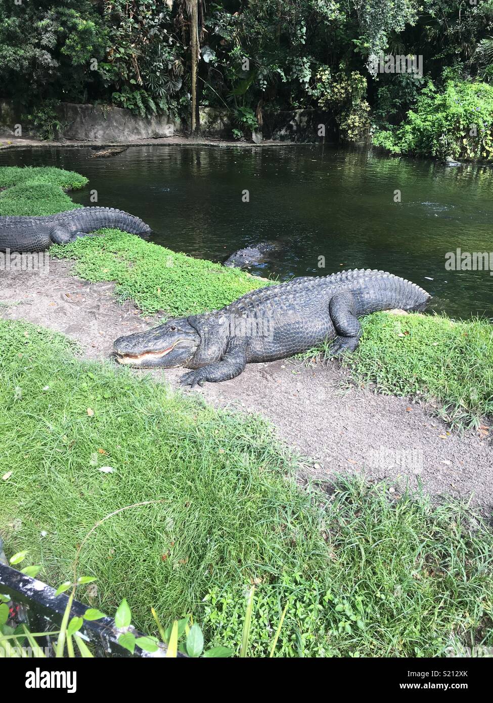 American alligators hi-res stock photography and images - Alamy