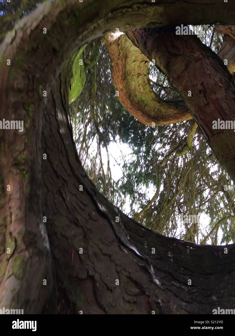 Curious tree hi-res stock photography and images - Alamy