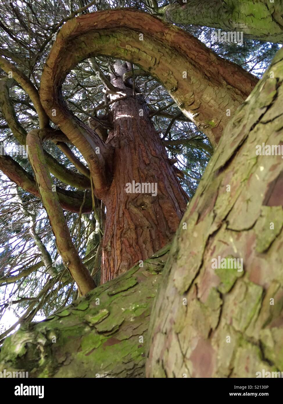 Weird tree branches hi-res stock photography and images - Alamy