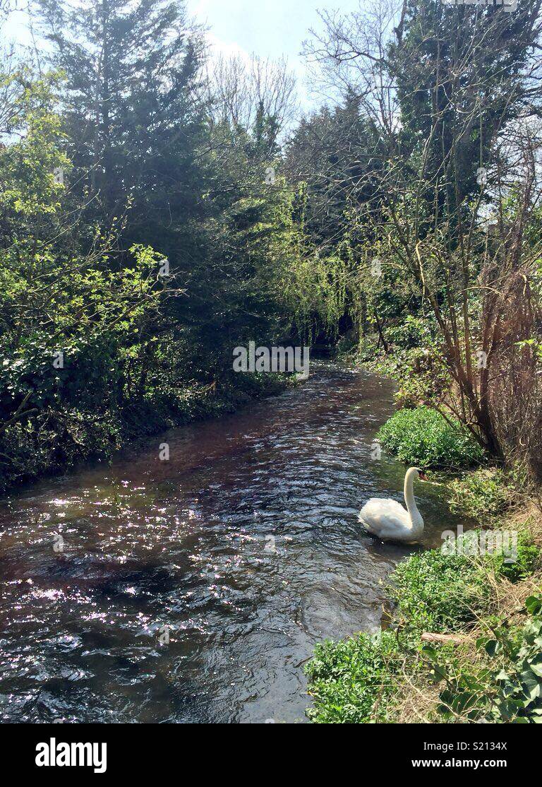 English Countryside brook with swan Stock Photo - Alamy