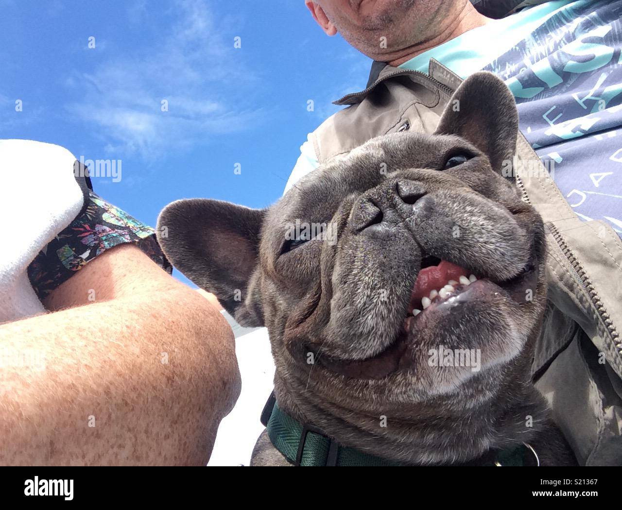 Frenchie hi-res stock photography and images - Alamy