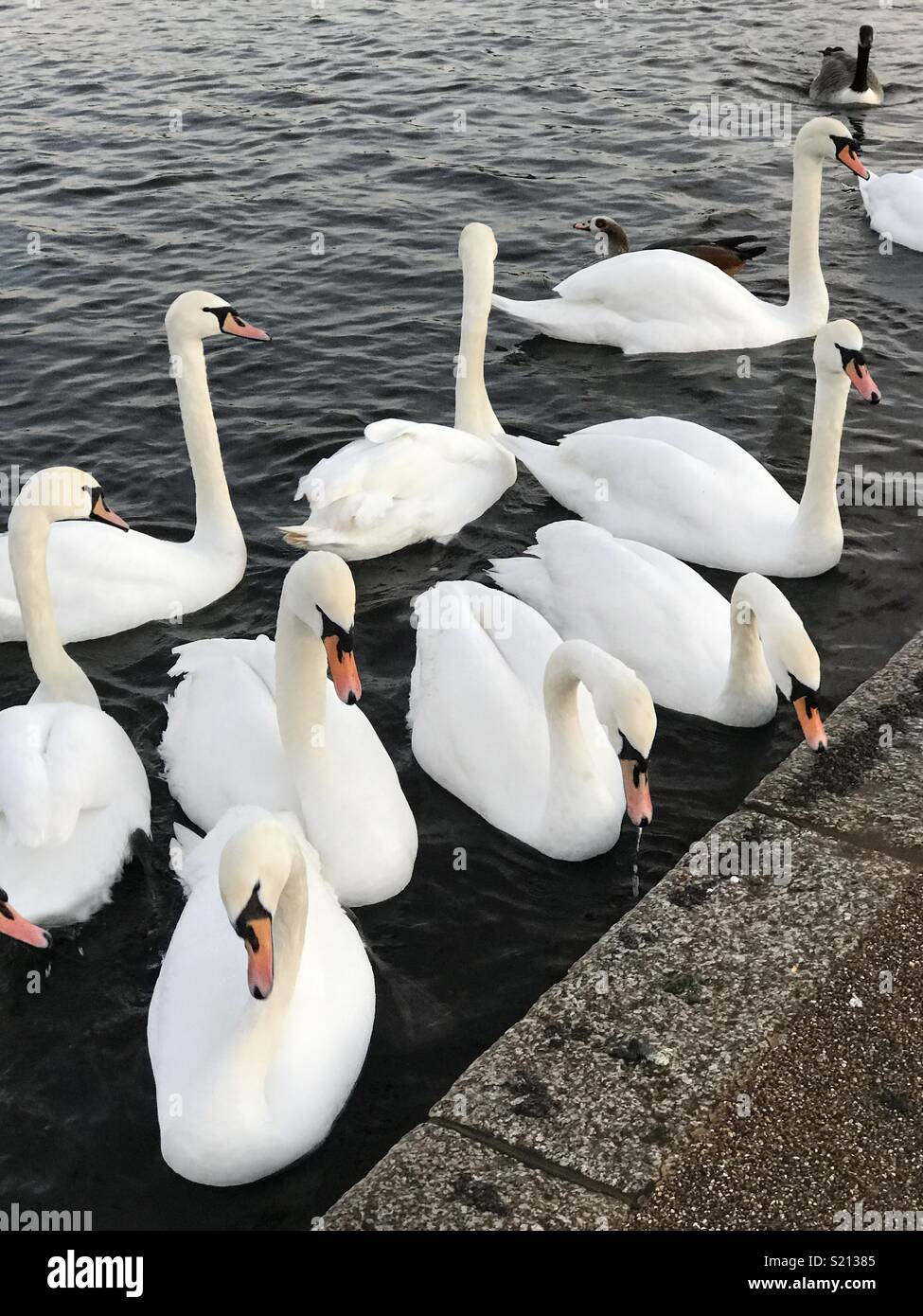 Pond animals hi-res stock photography and images - Alamy
