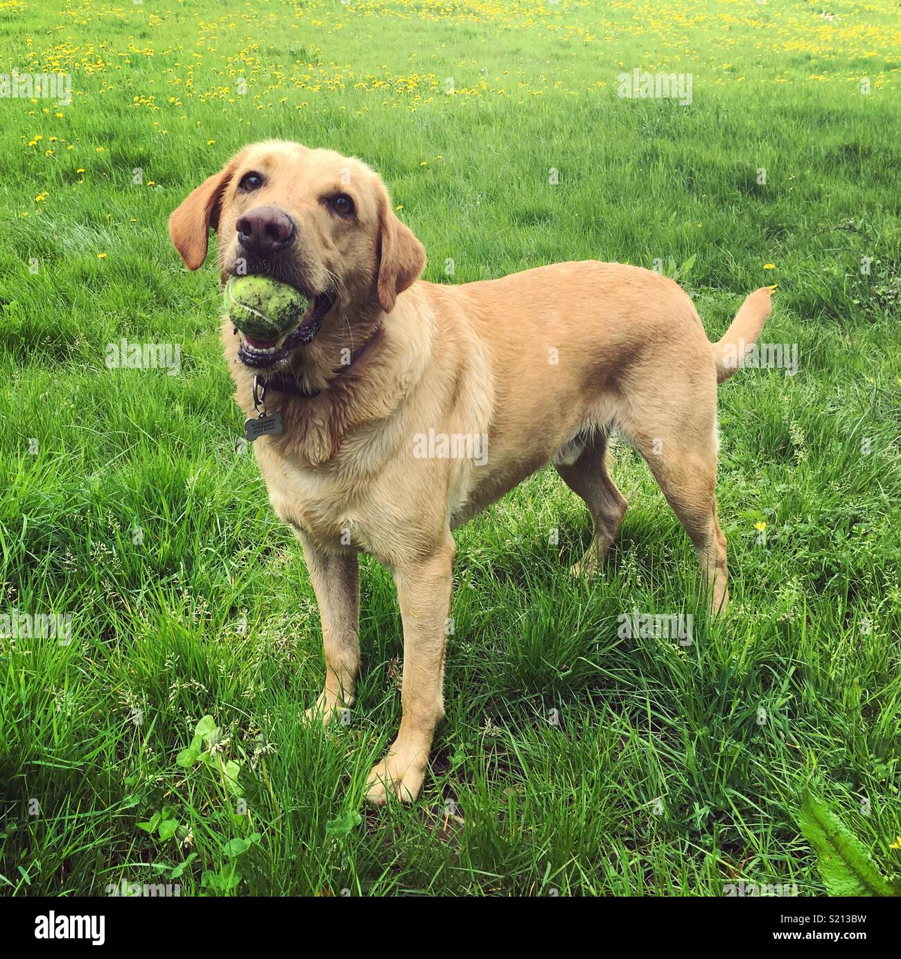 Golden Labrador in field with muddy ball in its mouth Stock Photo - Alamy