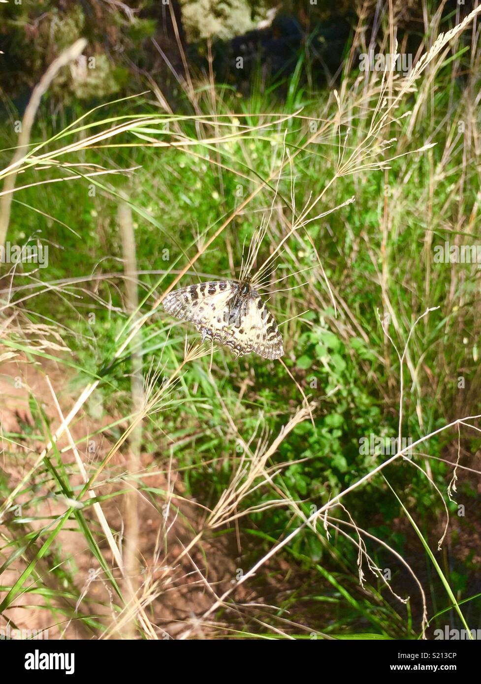 Forest butterfly hi-res stock photography and images - Alamy
