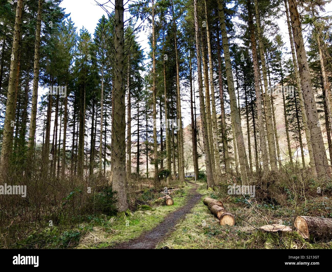 Forrest trees hi-res stock photography and images - Alamy