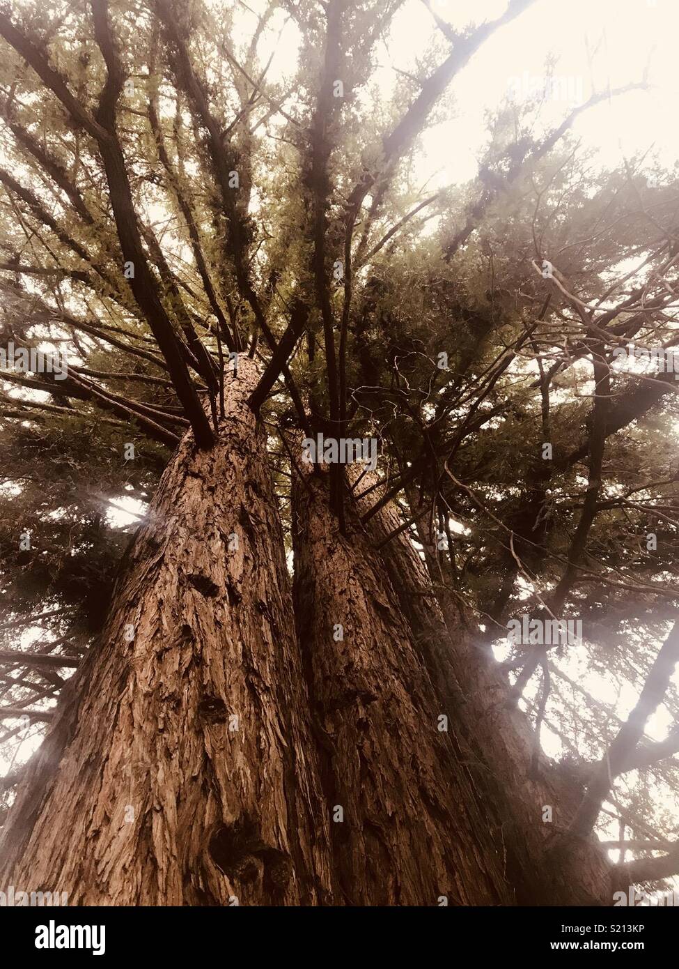 Canopy of trees Stock Photo - Alamy