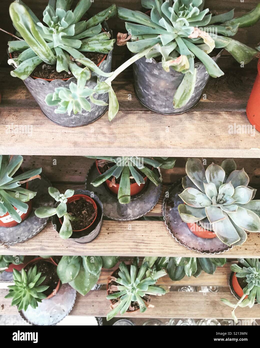 How to grow succulents hi-res stock photography and images - Alamy