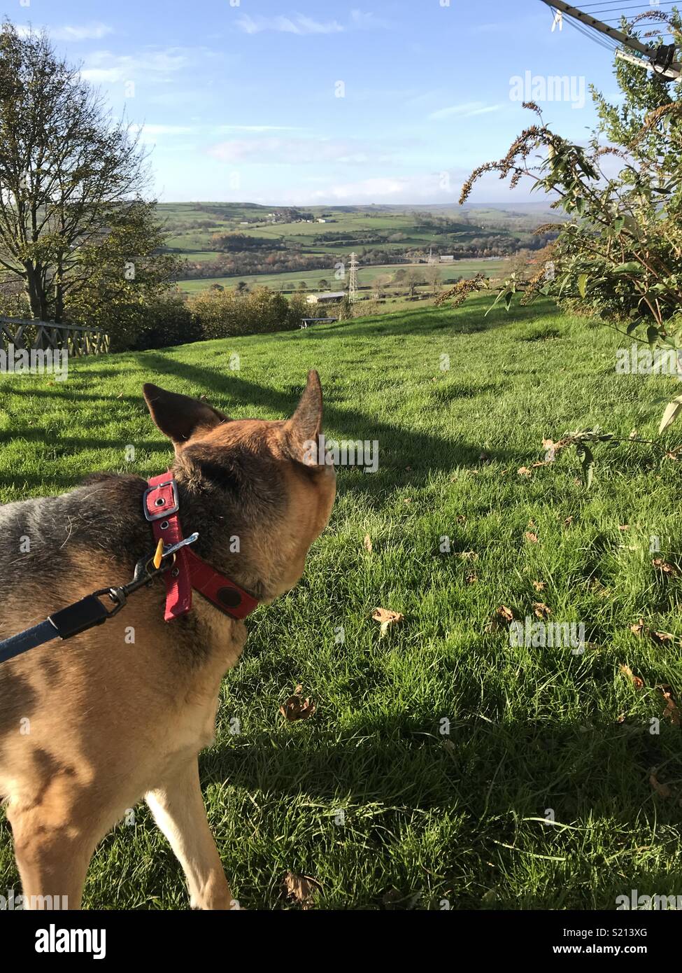 Exploring with dog Stock Photo - Alamy