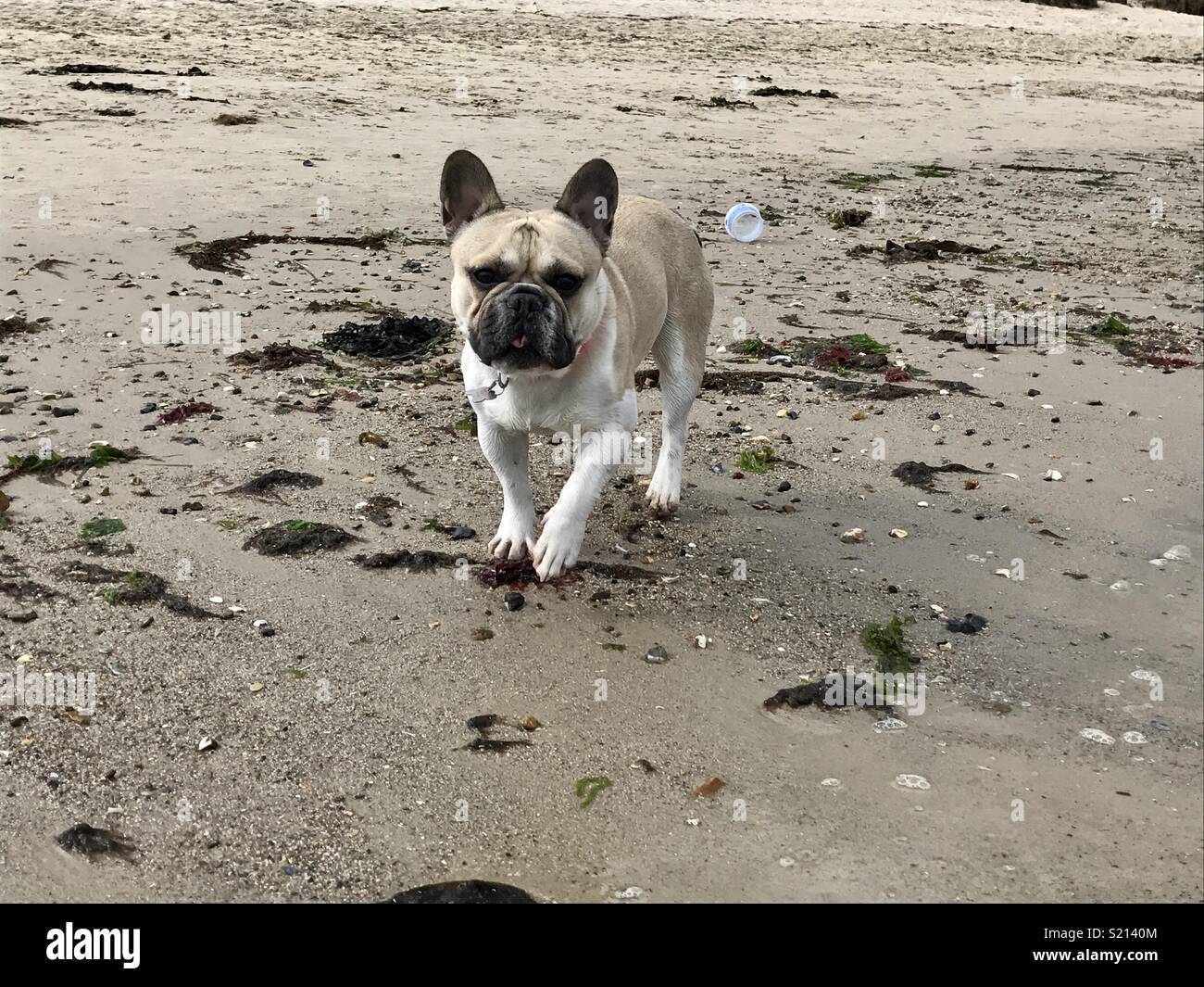Frenchie hi-res stock photography and images - Alamy
