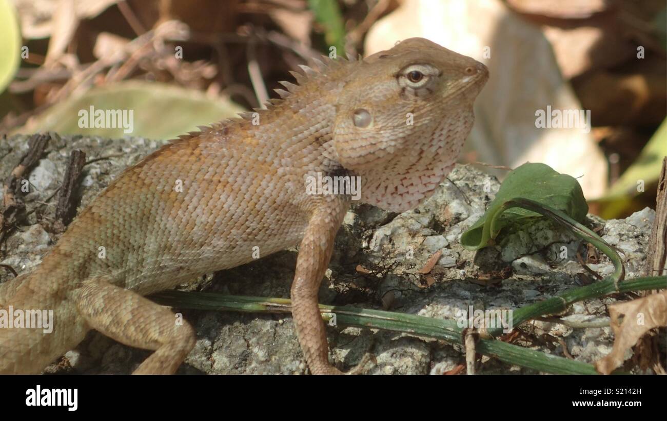 Lizard back hi-res stock photography and images - Alamy