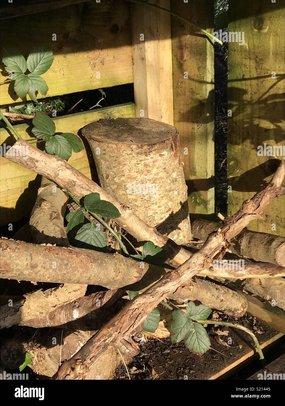 Log pile in the sun Stock Photo - Alamy