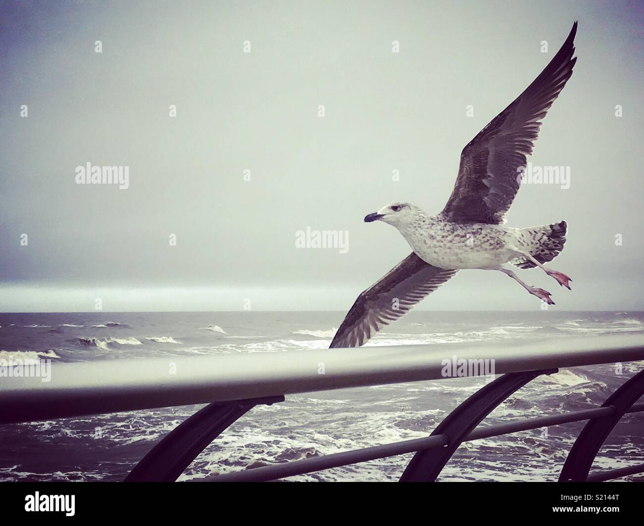Seagull battling wind Stock Photo - Alamy