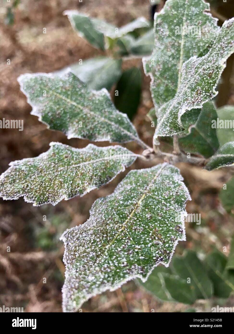 Frosty leaves of a Holme Oak Tree Stock Photo - Alamy