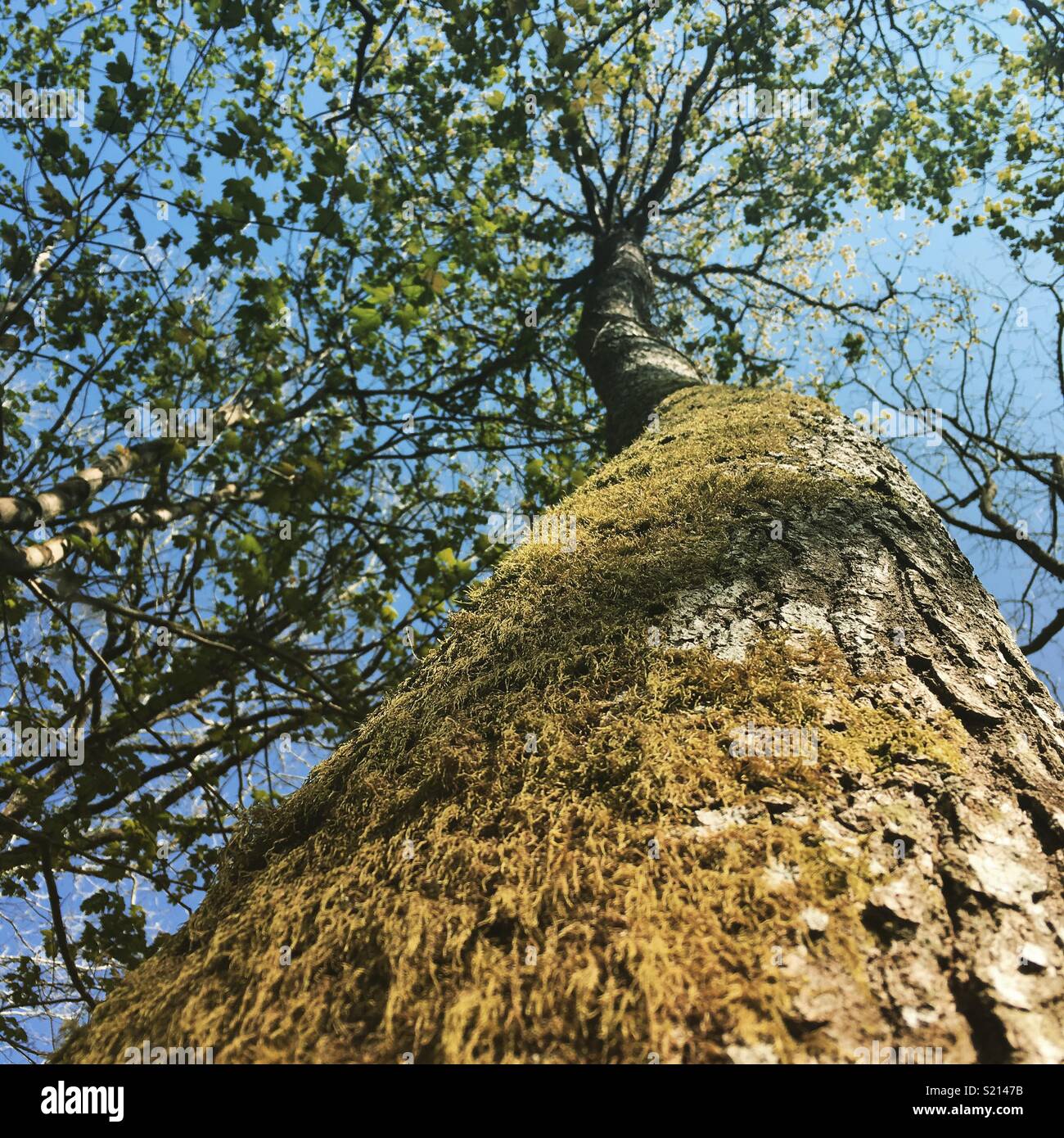 Look up at the trees Stock Photo - Alamy