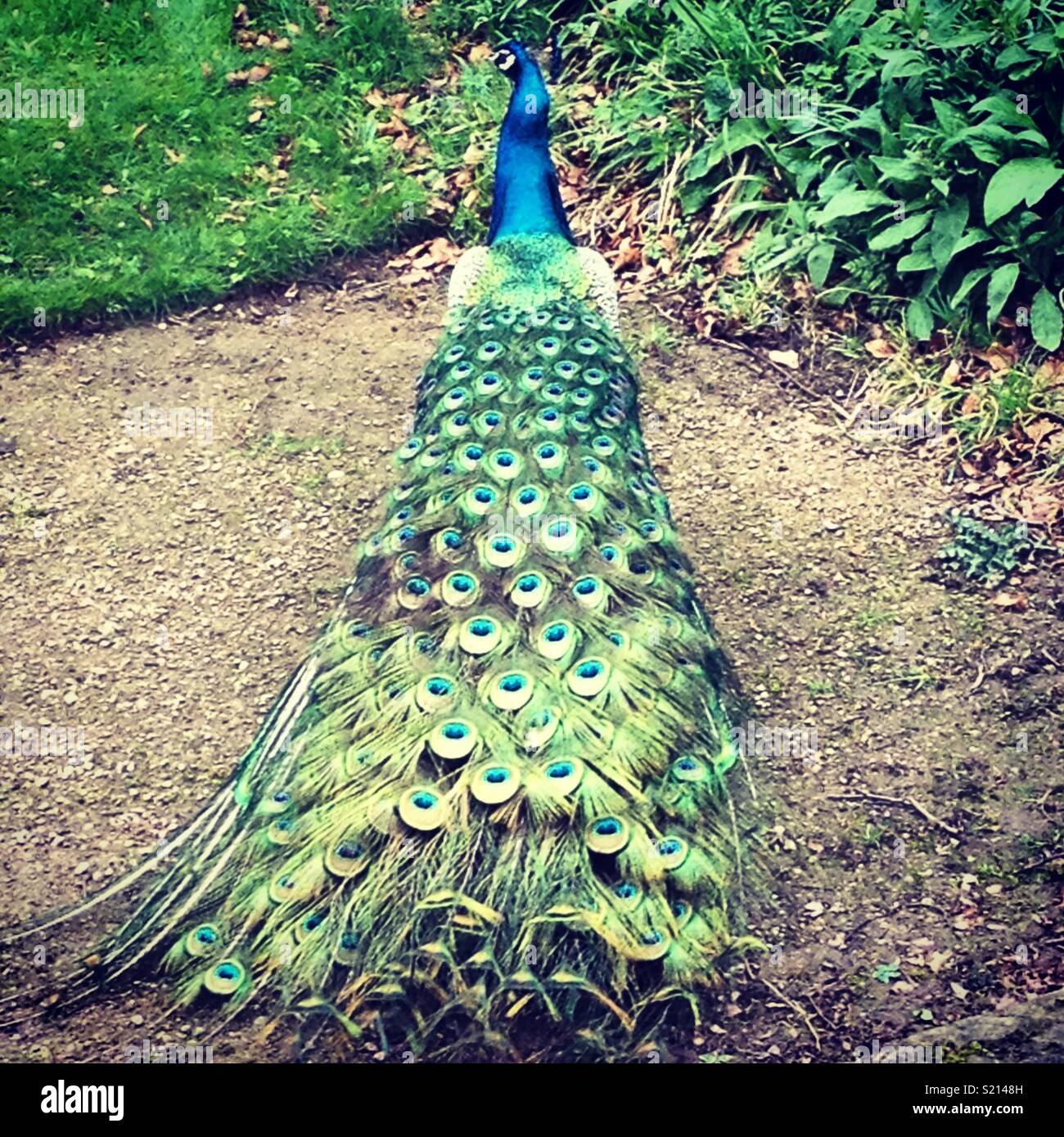 Most Beautiful Peacock Feathers