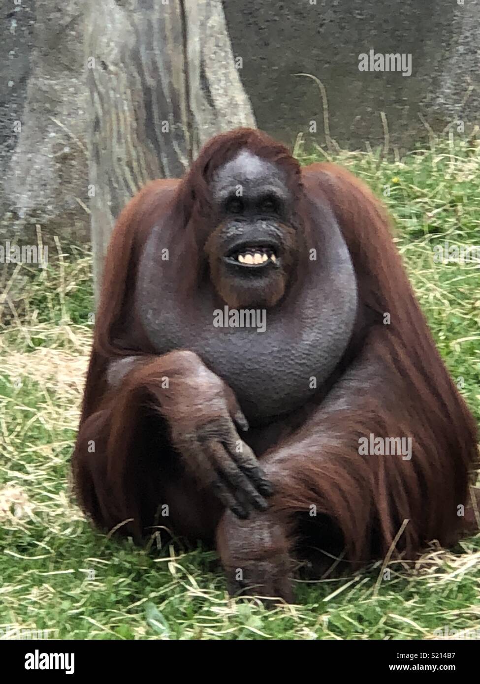 Cheeky Monkey Stock Photos & Cheeky Monkey Stock Images - Alamy