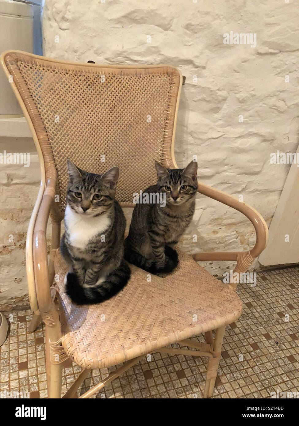 Cats on a chair Stock Photo - Alamy