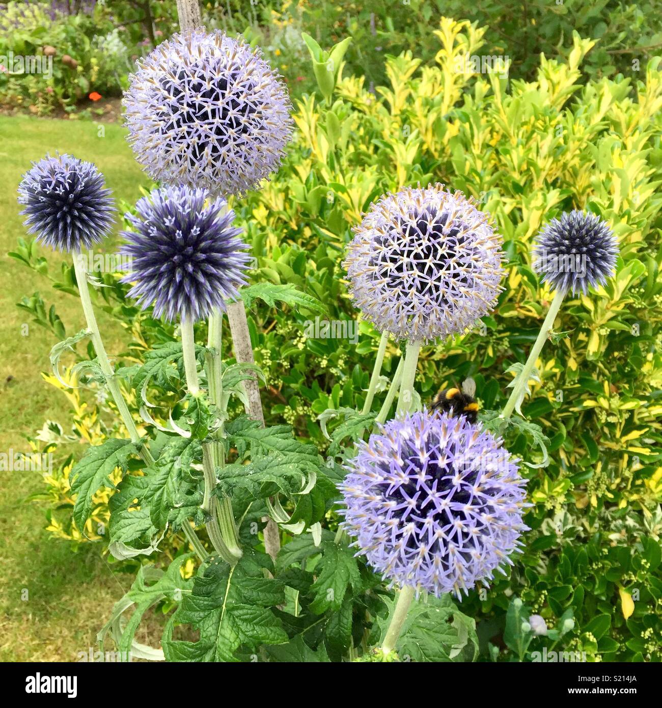 Purple thistles hi-res stock photography and images - Alamy