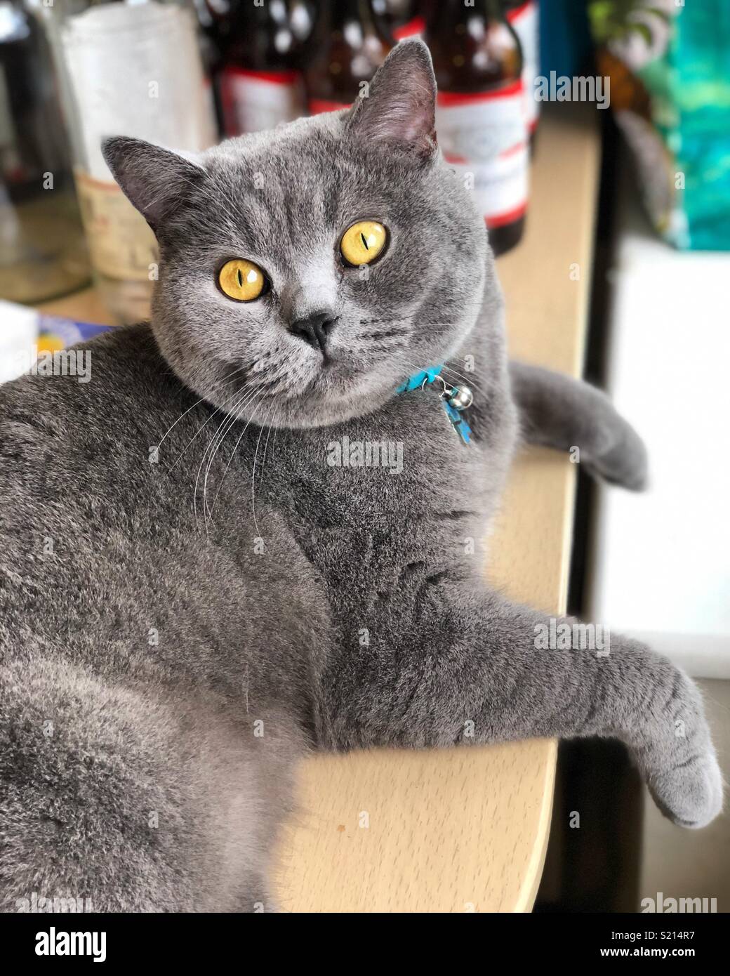 Britishshorthair hi-res stock photography and images - Alamy