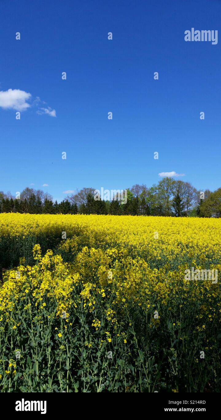Yellow flowers in the countryside Stock Photo - Alamy