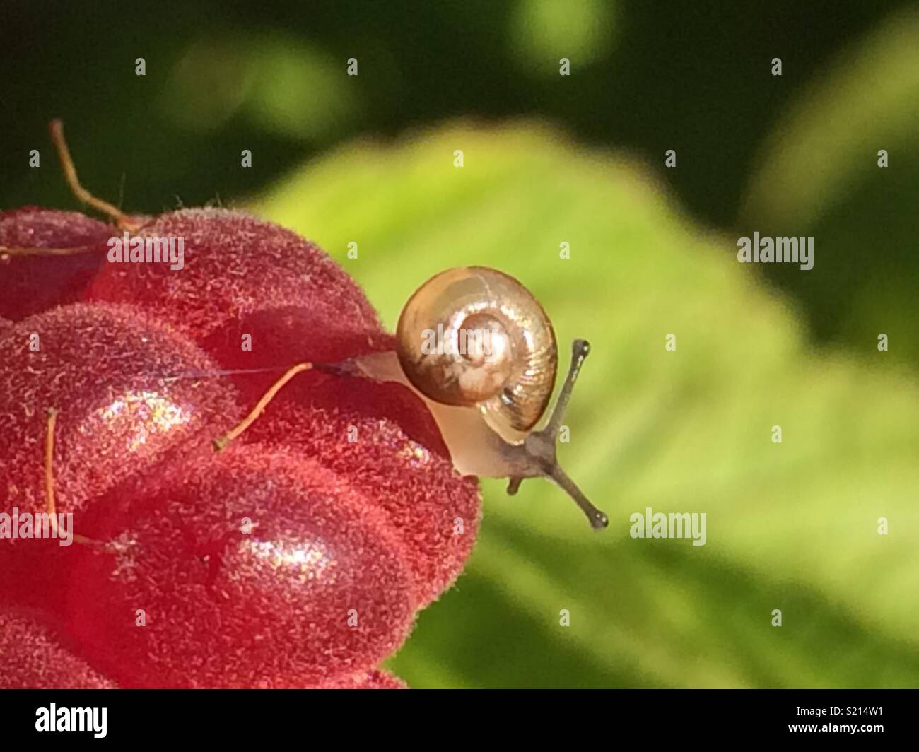 Snail and raspberry hi-res stock photography and images - Alamy