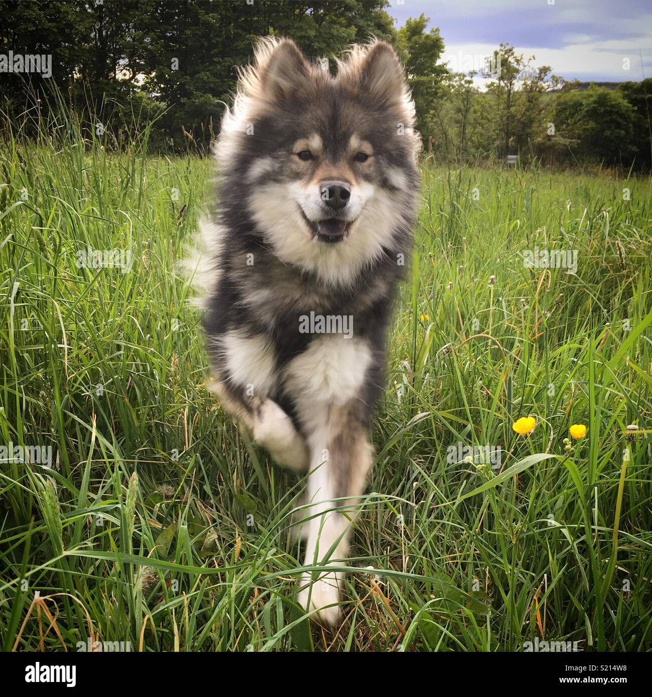 Fluffy dog hi-res stock photography and images - Alamy