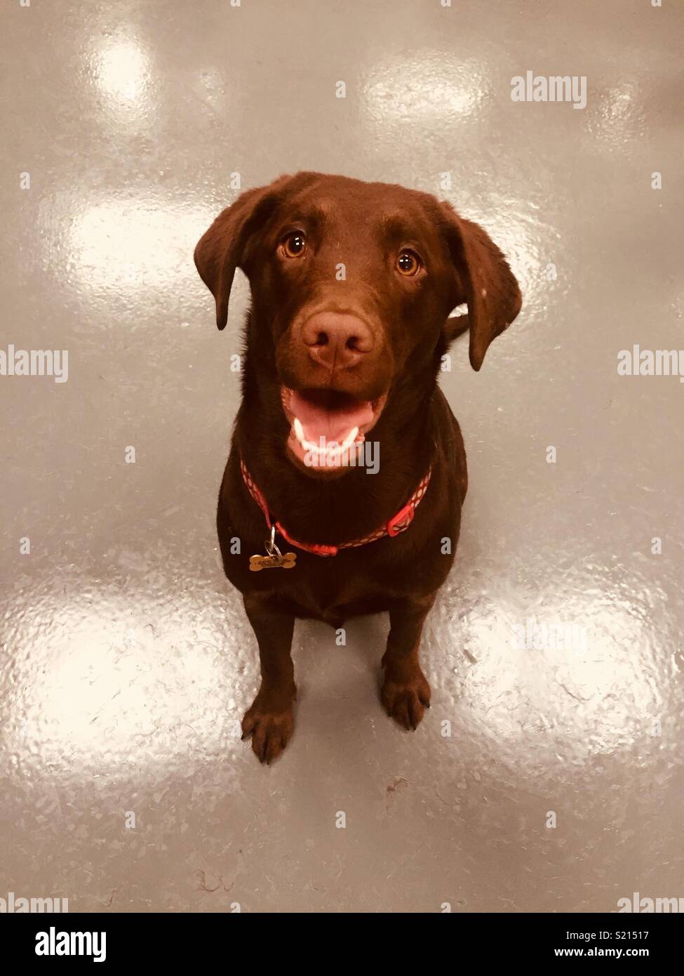 My beautiful smiley chocolate Labrador Stock Photo - Alamy