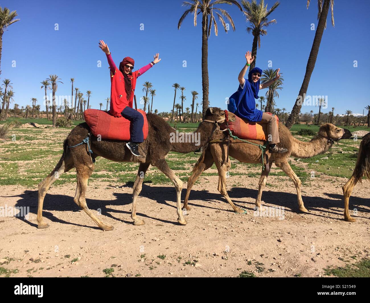 Camels Marrakesh Morocco Africa High Resolution Stock Photography and ...
