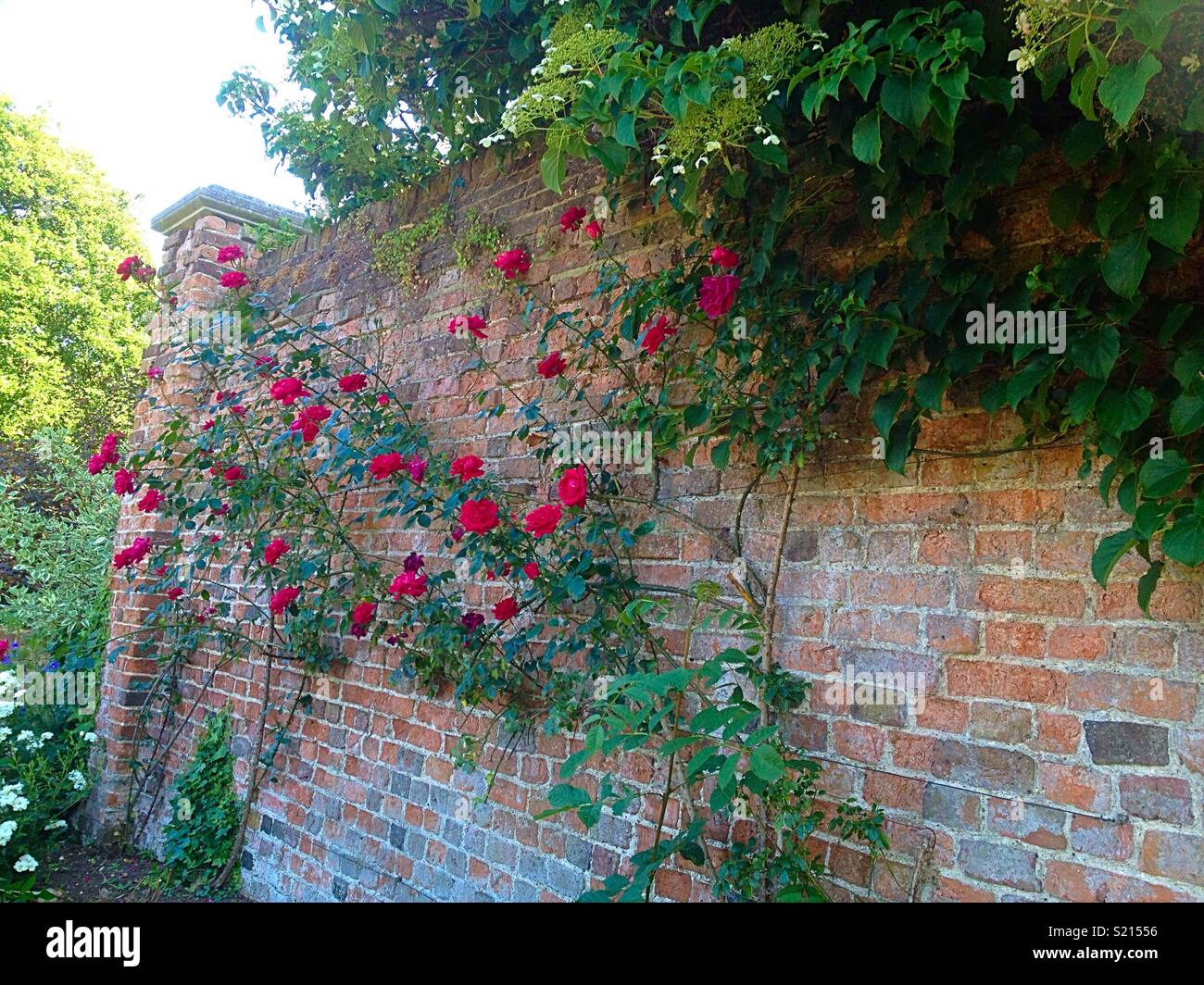 Climbing rose on garden wall Stock Photo - Alamy