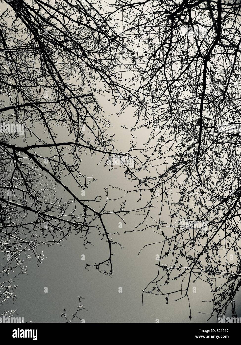 Overhanging branch hi-res stock photography and images - Alamy