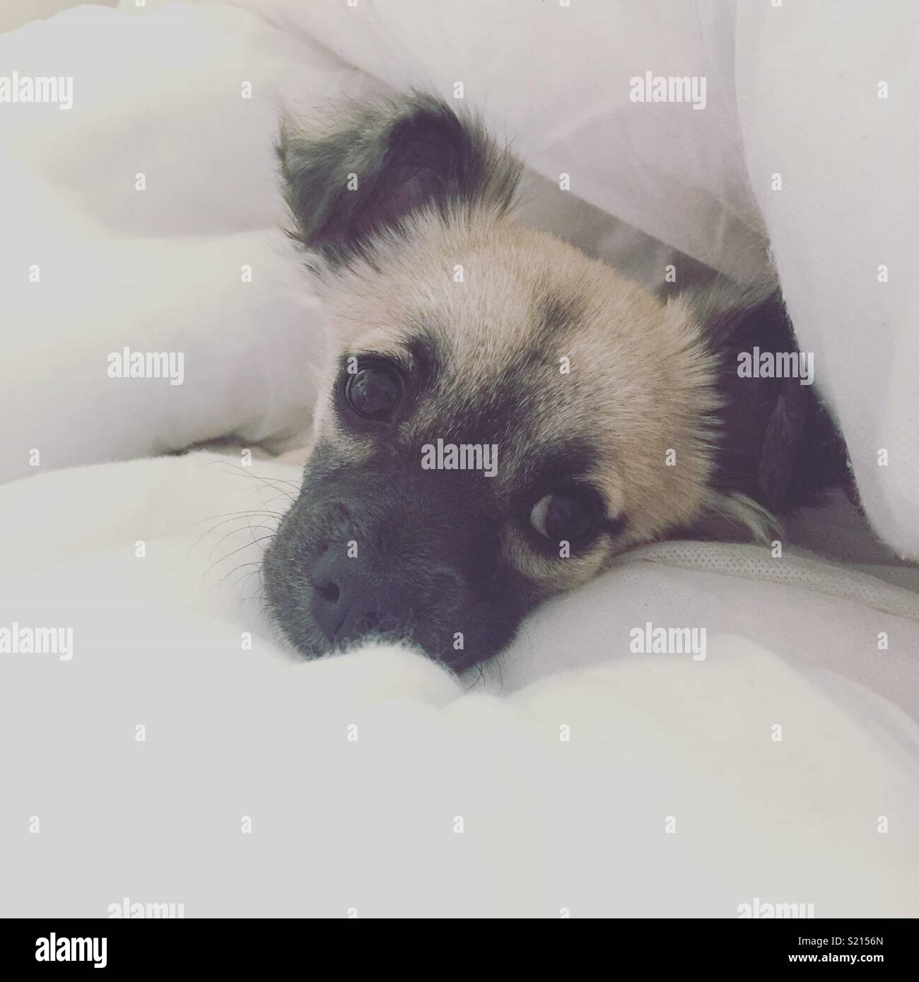 Cute overload hi-res stock photography and images - Alamy