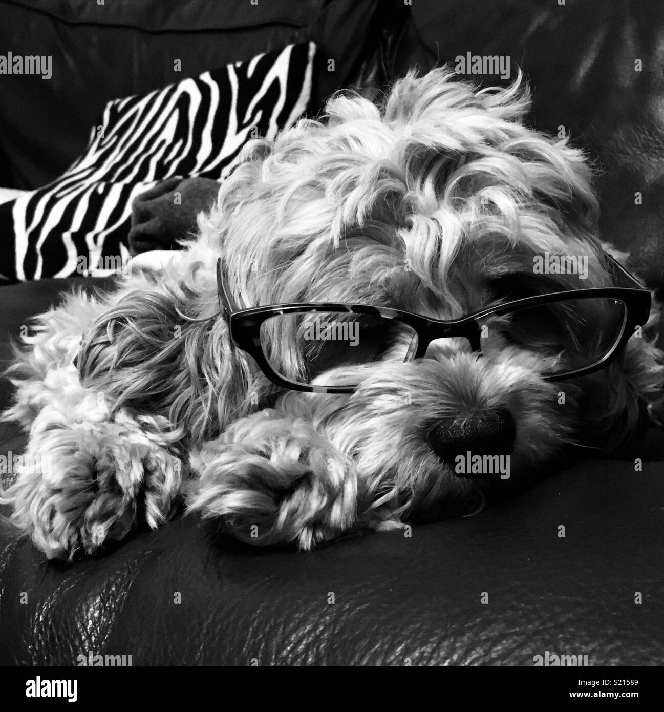 Nerd dog hi-res stock photography and images - Alamy