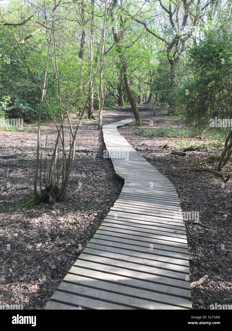 Path into the forest Stock Photo - Alamy