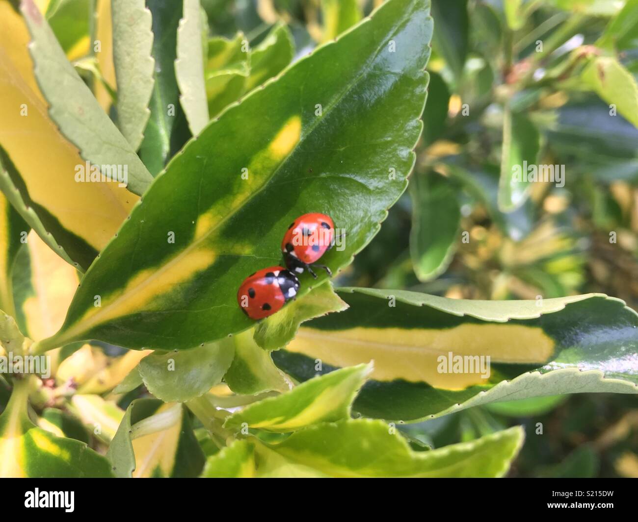 Two ladybirds kissing in an English garden Stock Photo - Alamy