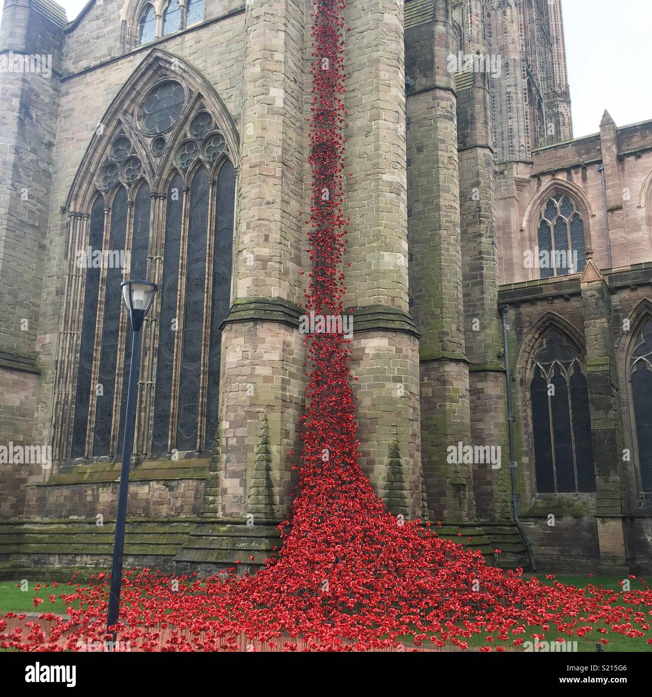 Weeping window poppies tour Stock Photo - Alamy