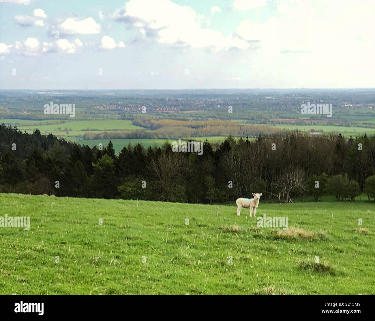 The view from Bredon Hill, Worcestershire with a lone lamb looking on ...