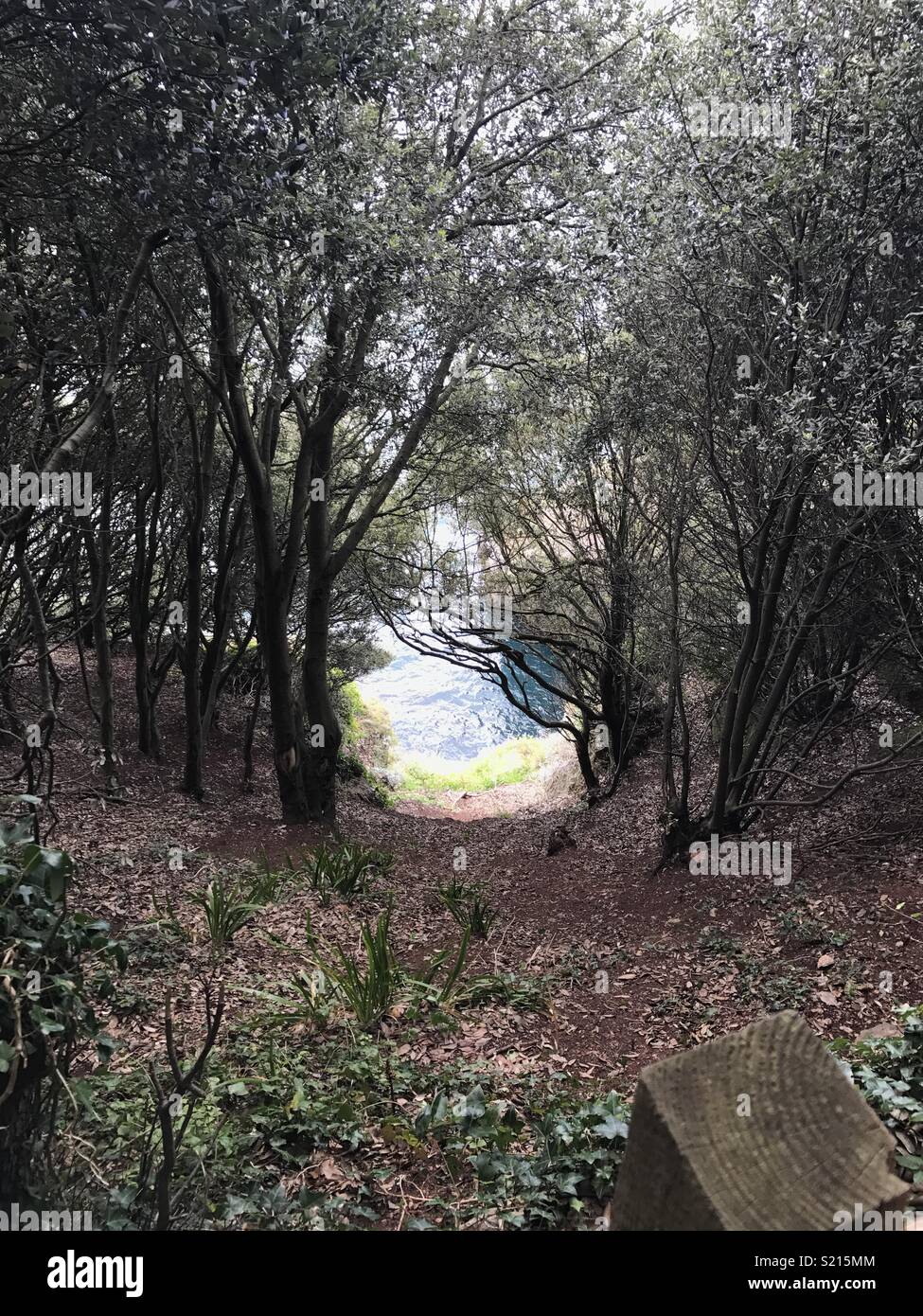 Woodland in Devon Stock Photo - Alamy