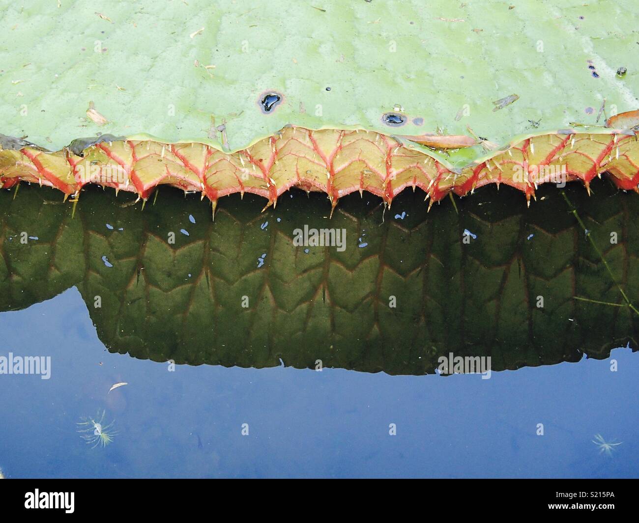 Water lilley hi-res stock photography and images - Alamy