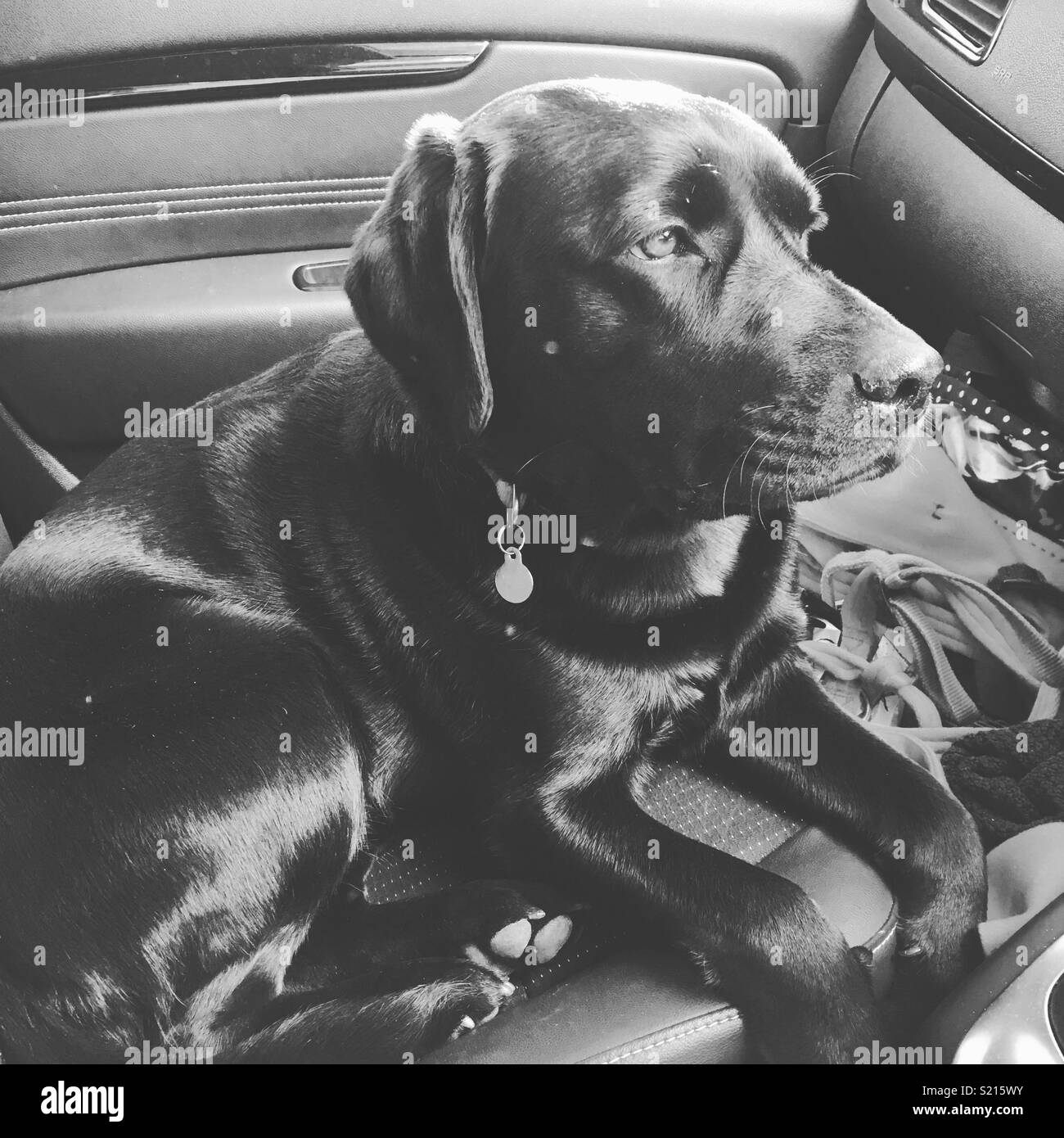 Passenger seat dog hi-res stock photography and images - Alamy