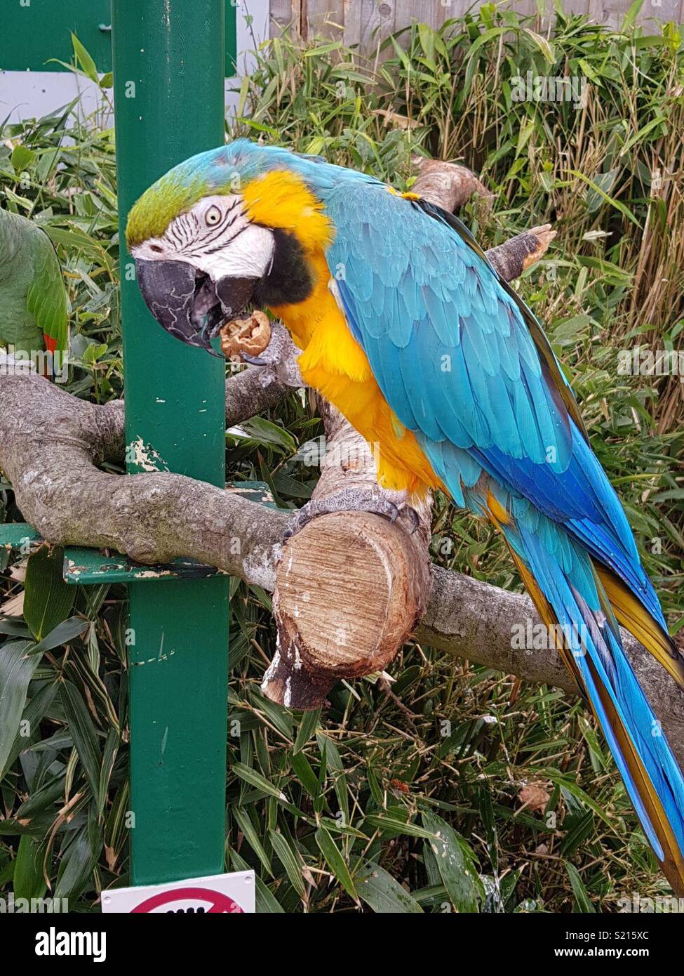 Parrot eating a nut hi-res stock photography and images - Alamy