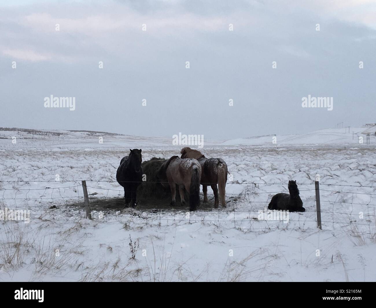 Icelandic ponies huddle together for protection from the freezing gale ...