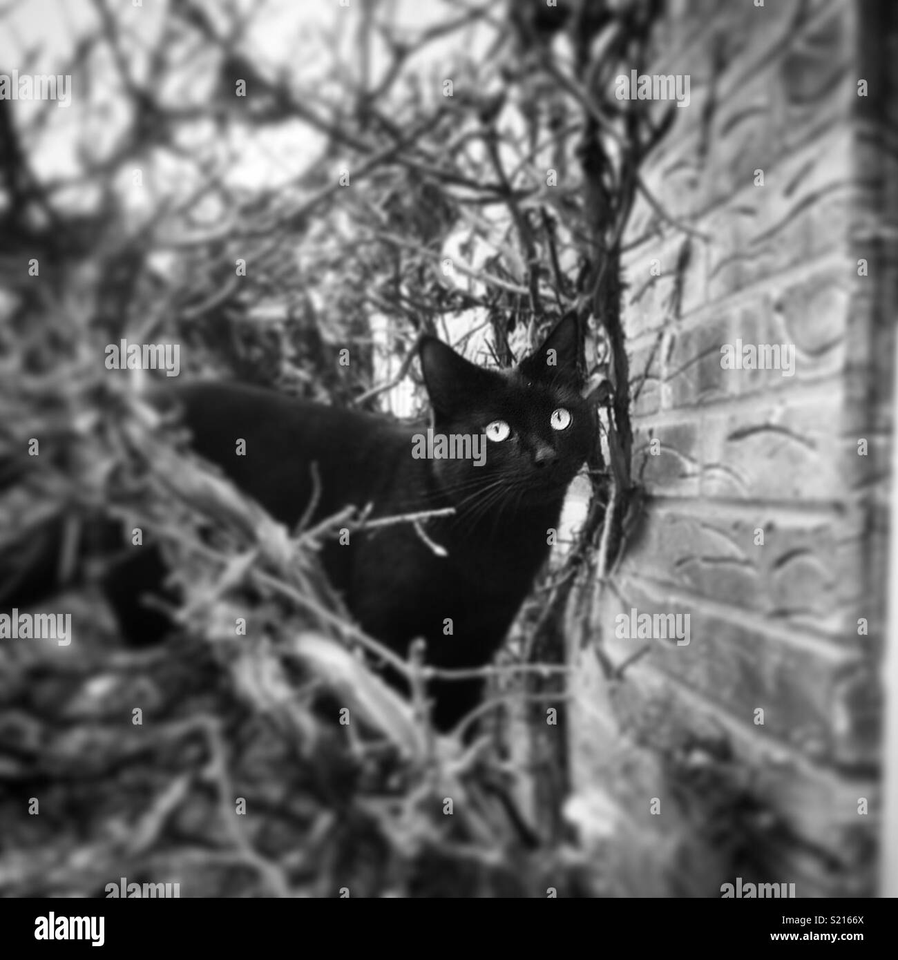 Cat up tree Stock Photo - Alamy