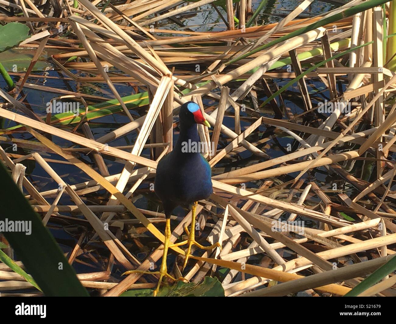 Everglades wildlife hi-res stock photography and images - Alamy
