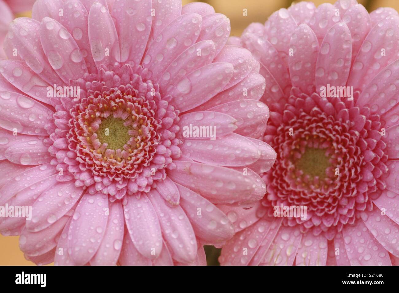 Spray of flowers hi-res stock photography and images - Alamy