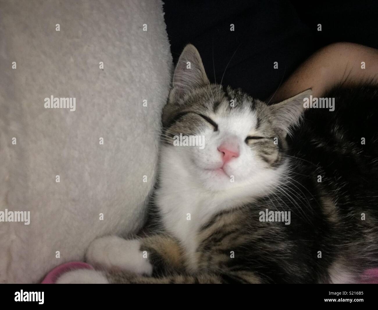 Cat smiling hi-res stock photography and images - Alamy