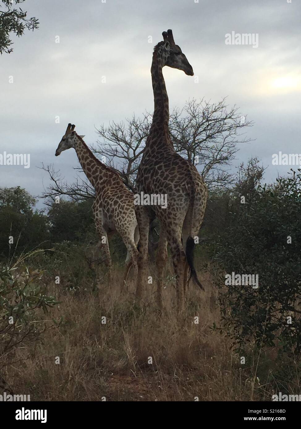 Giraffe tail hi-res stock photography and images - Alamy