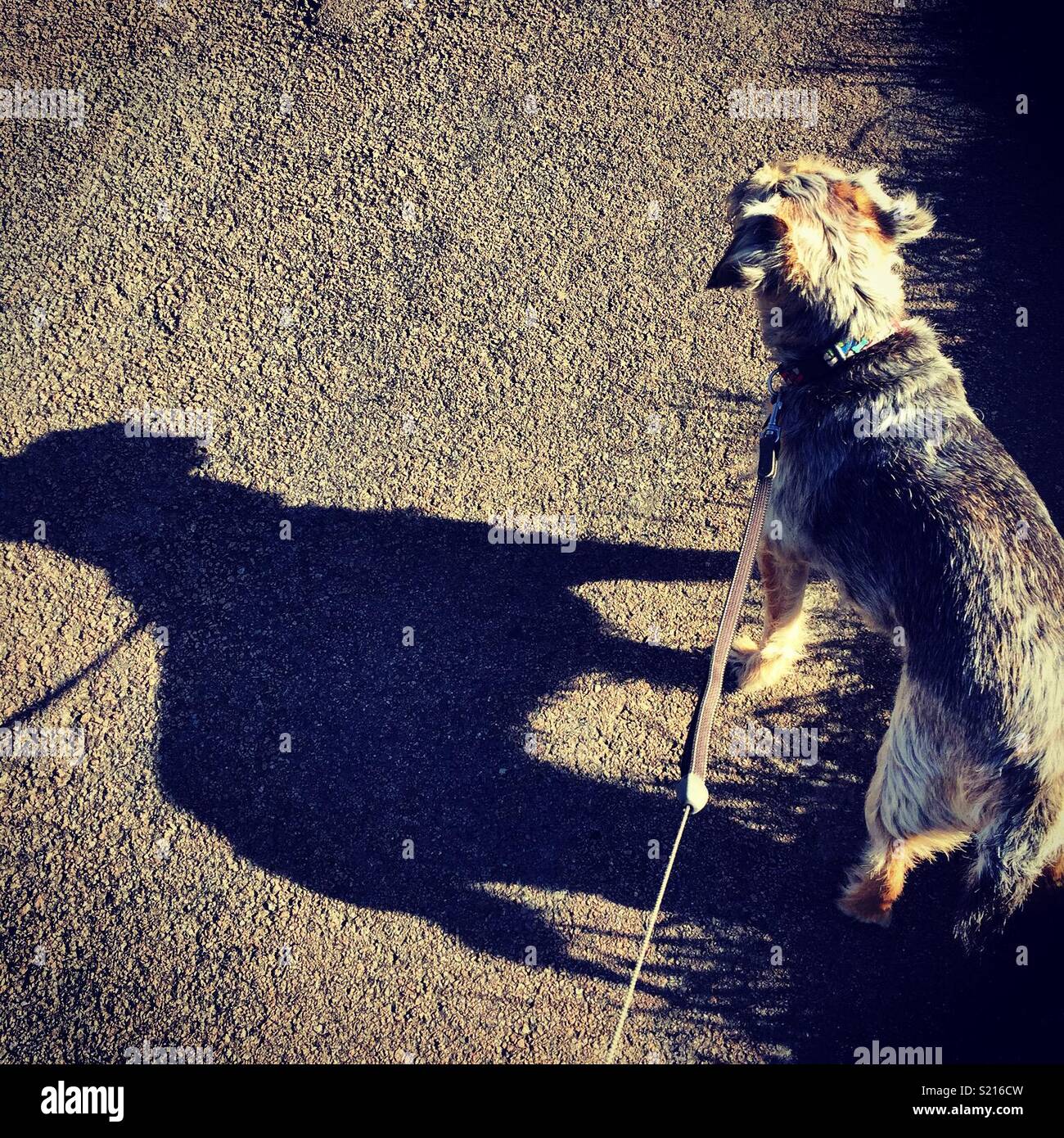 Dog shadow hi-res stock photography and images - Alamy